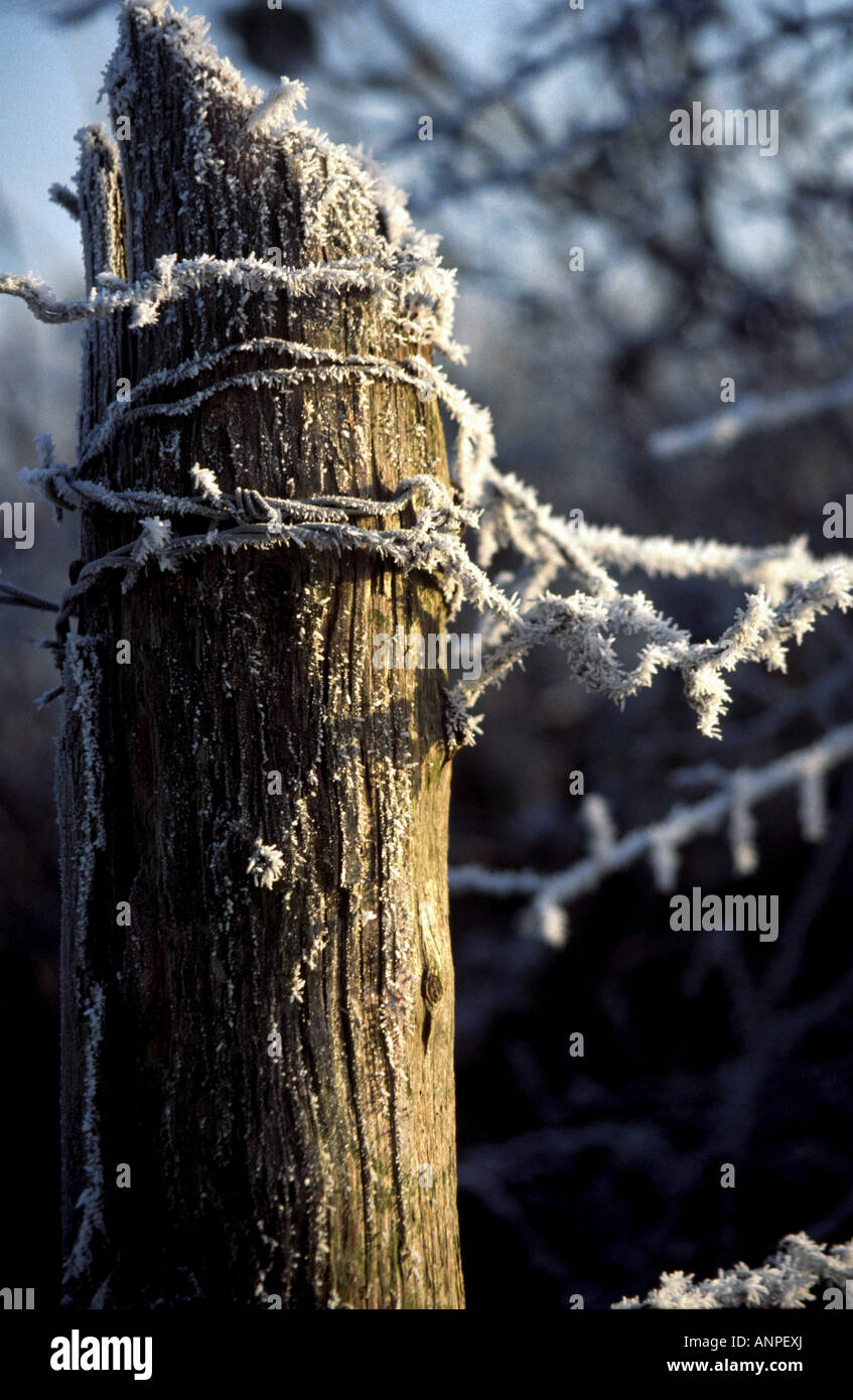 frozen pole with barbed wire Stock Photo - Alamy