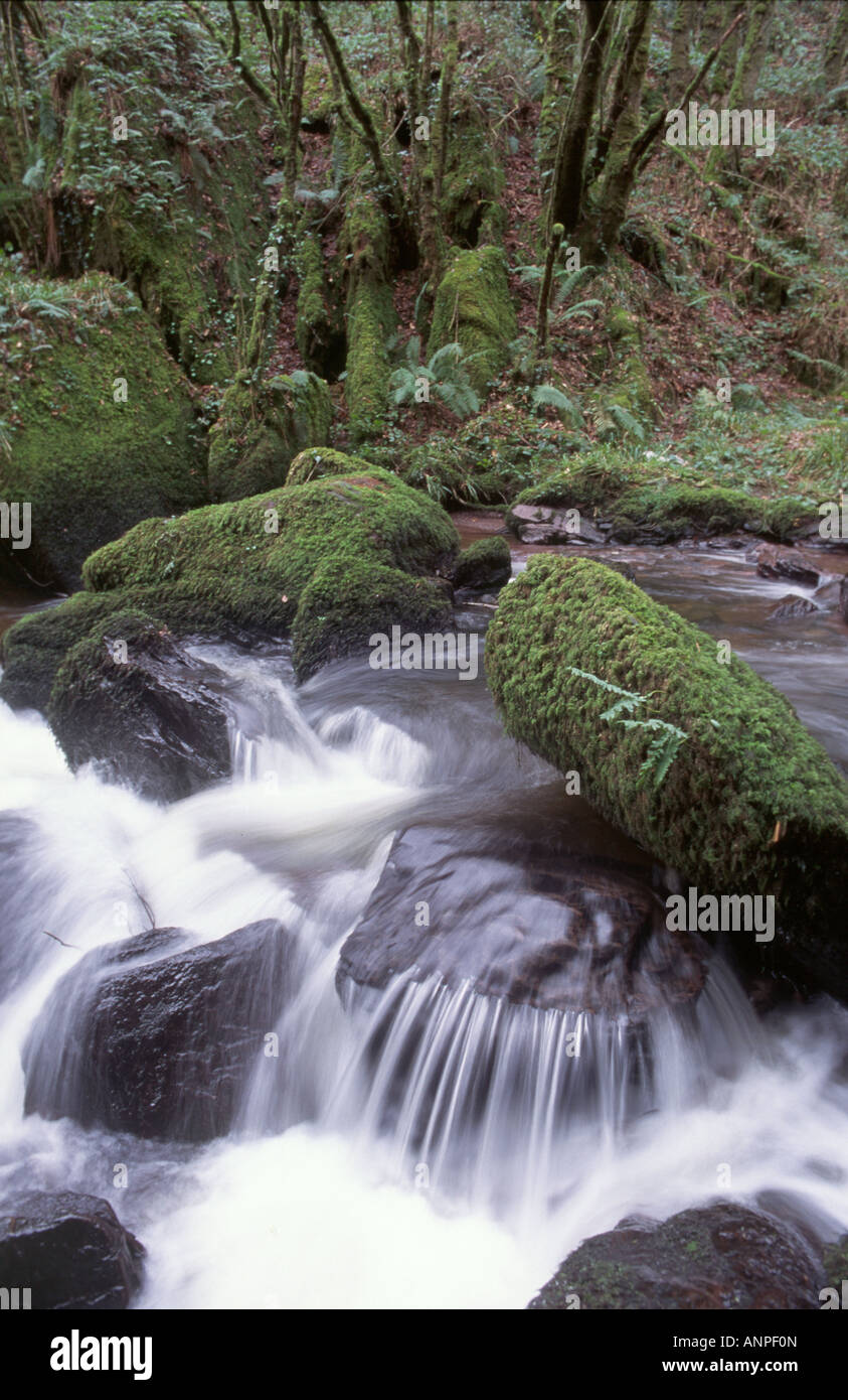 flowing river in a forest Stock Photo - Alamy