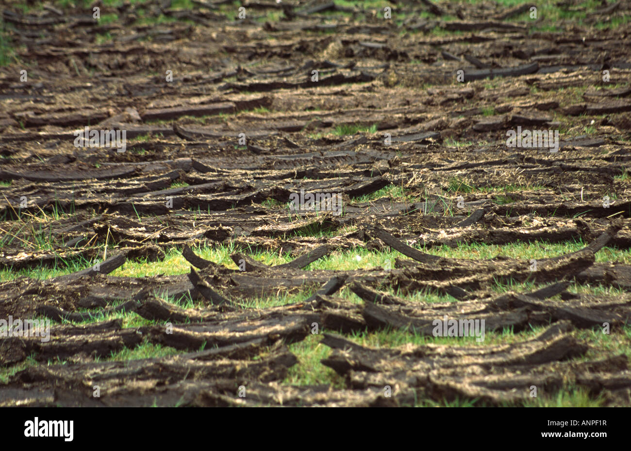 Irish bog Ireland Stock Photo - Alamy