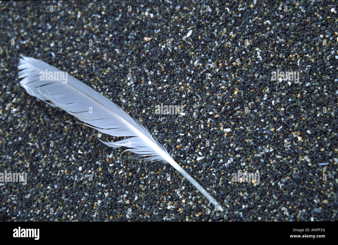 single feather on a pebbly beach Stock Photo - Alamy