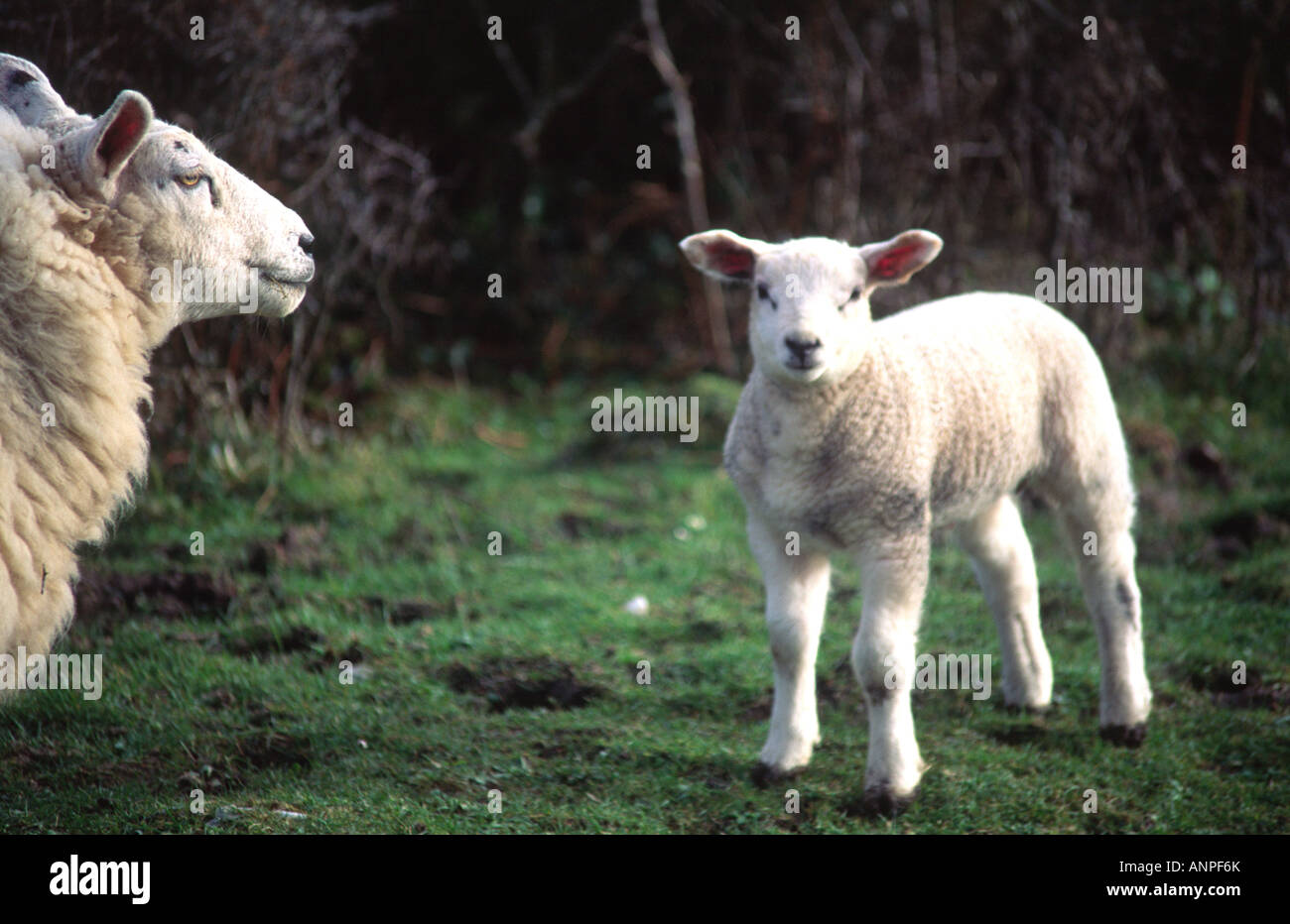 little lamb on a field Stock Photo - Alamy