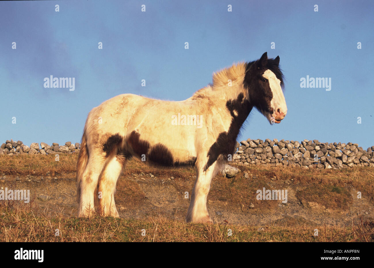 pony standing on a field Stock Photo - Alamy