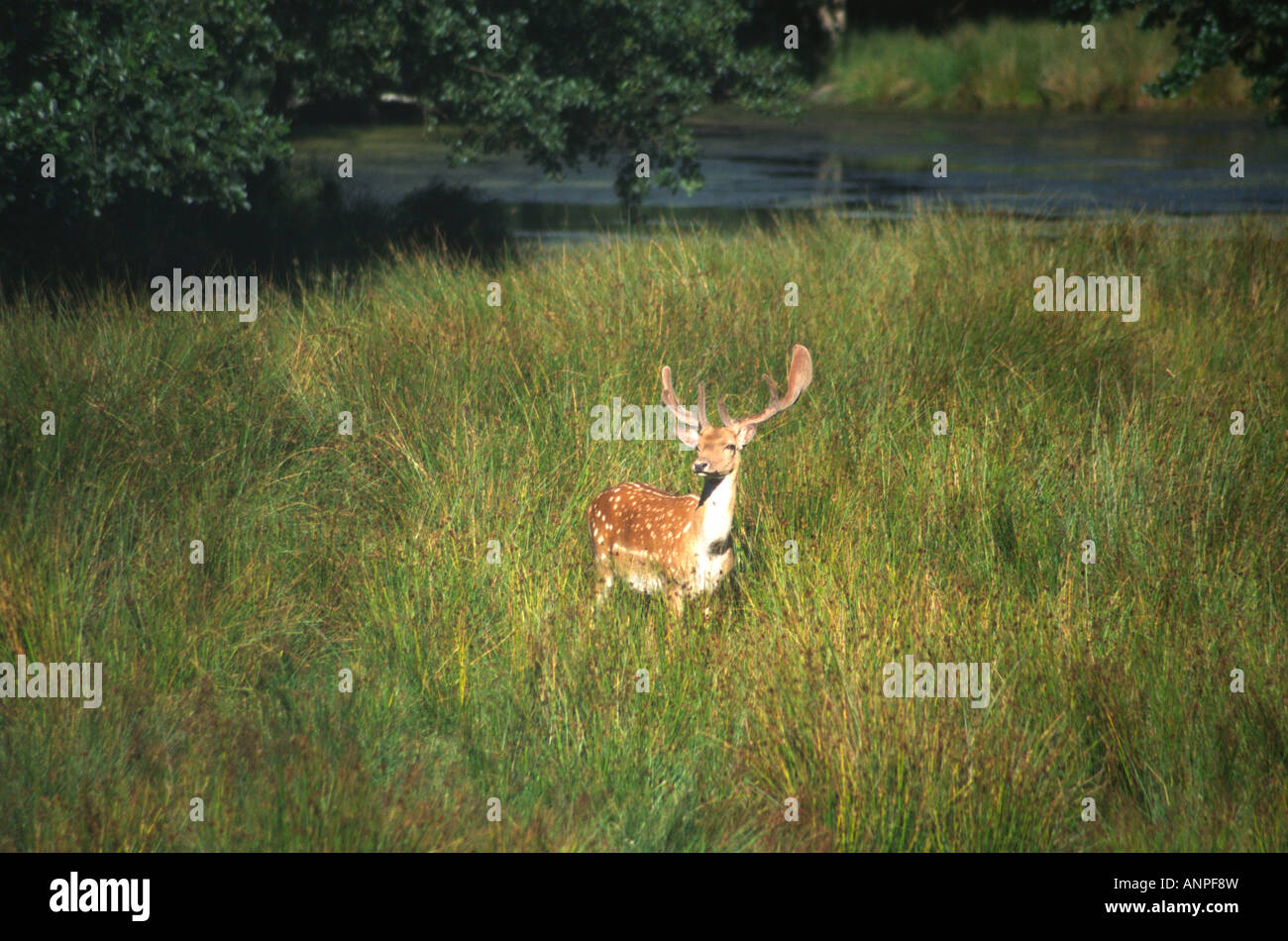 single deer on a field Stock Photo - Alamy