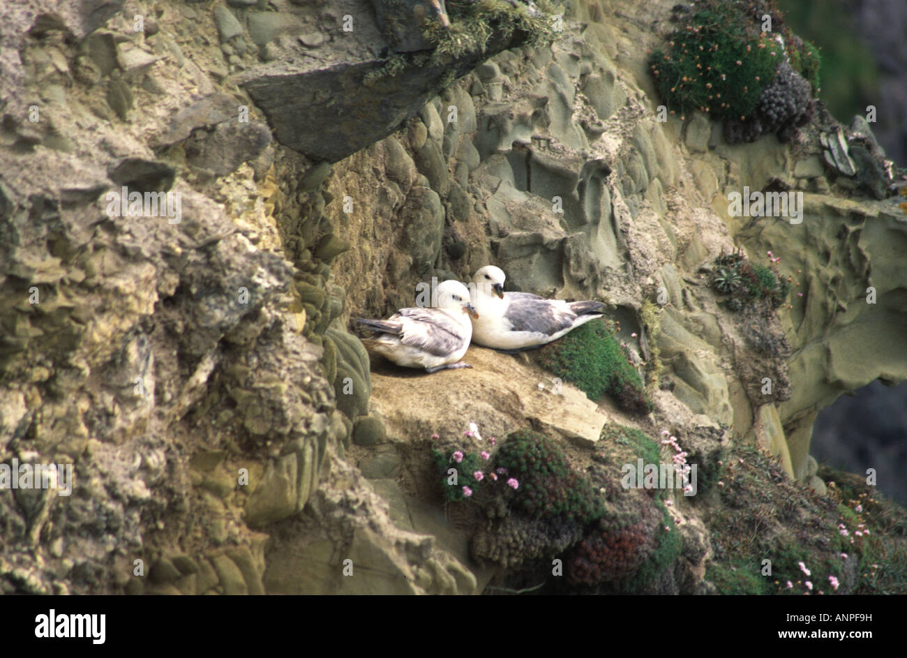 two birds sitting on a small bluff Stock Photo - Alamy
