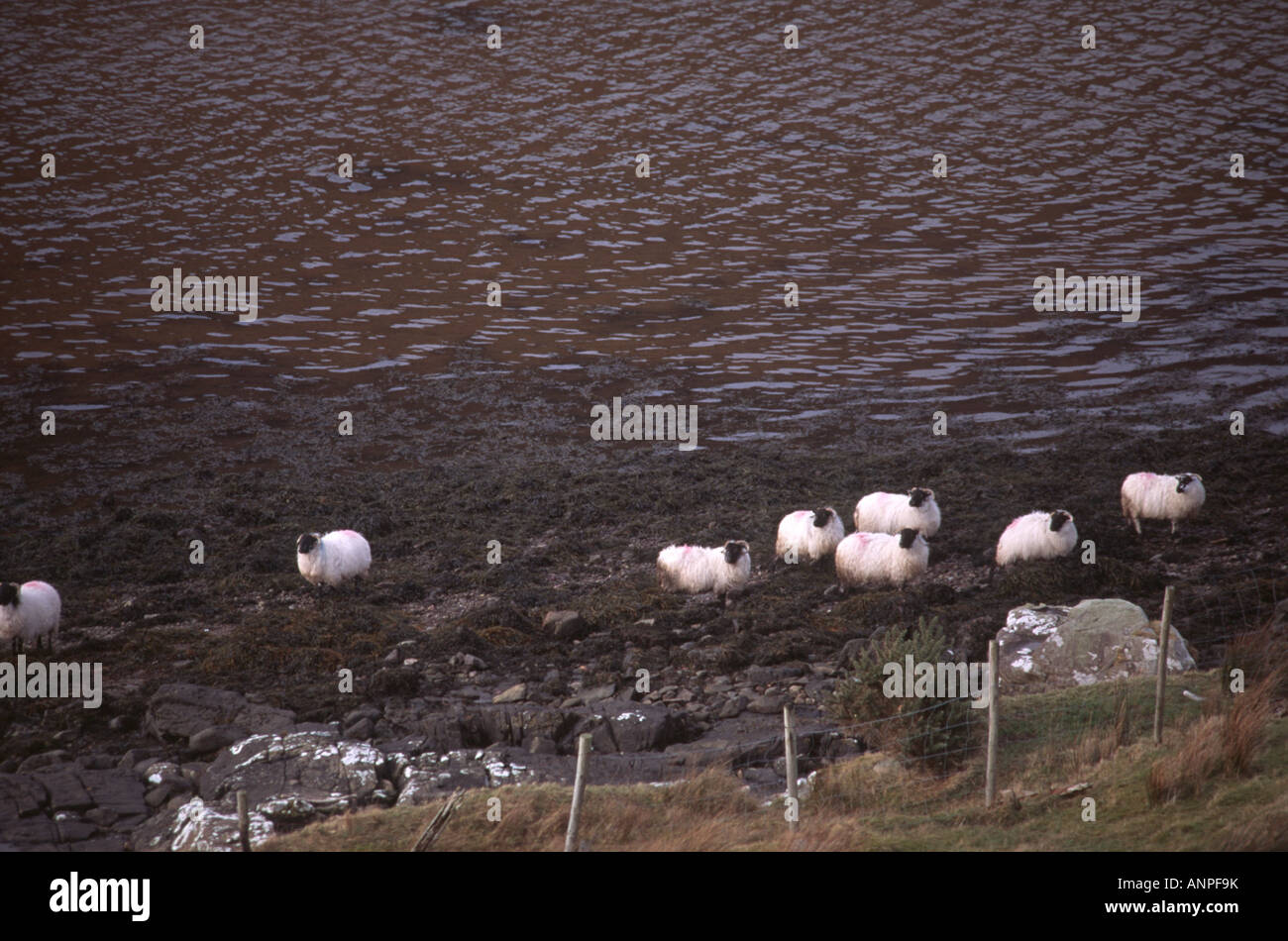 group of sheep beside a river Stock Photo - Alamy