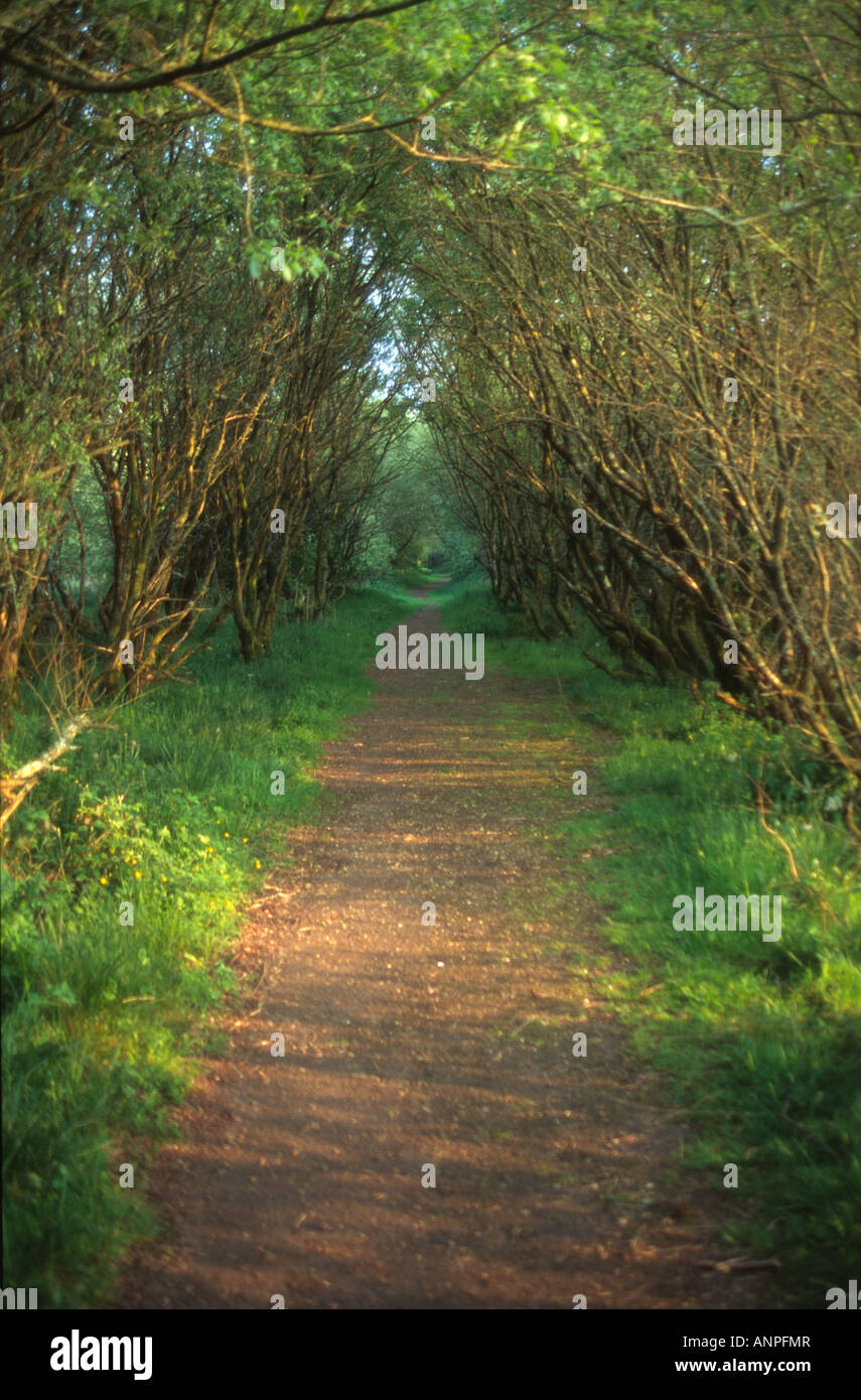 Path lined with trees and shrubs Stock Photo - Alamy