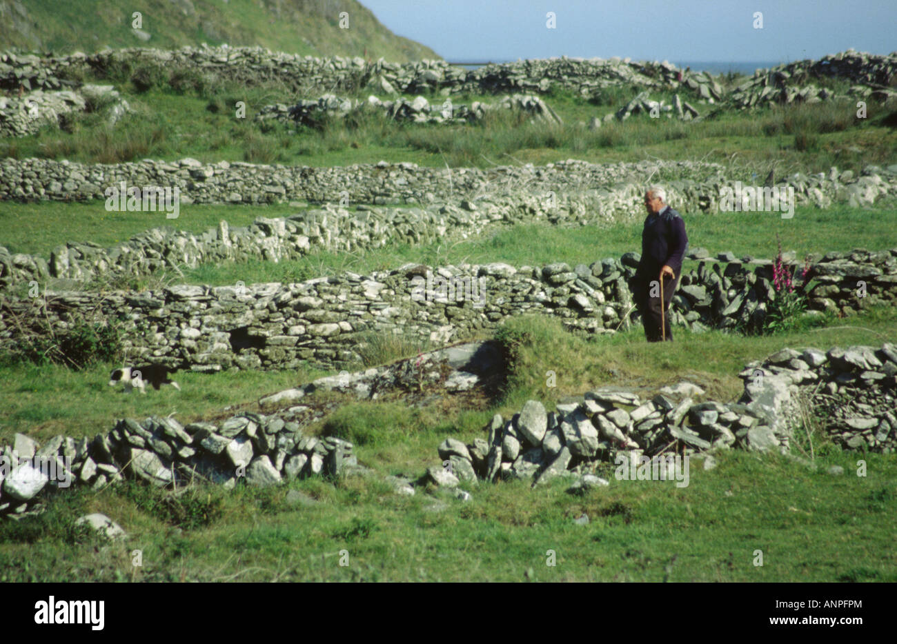 Old man with sheepdog in fields with traditional Irish stone walls ...