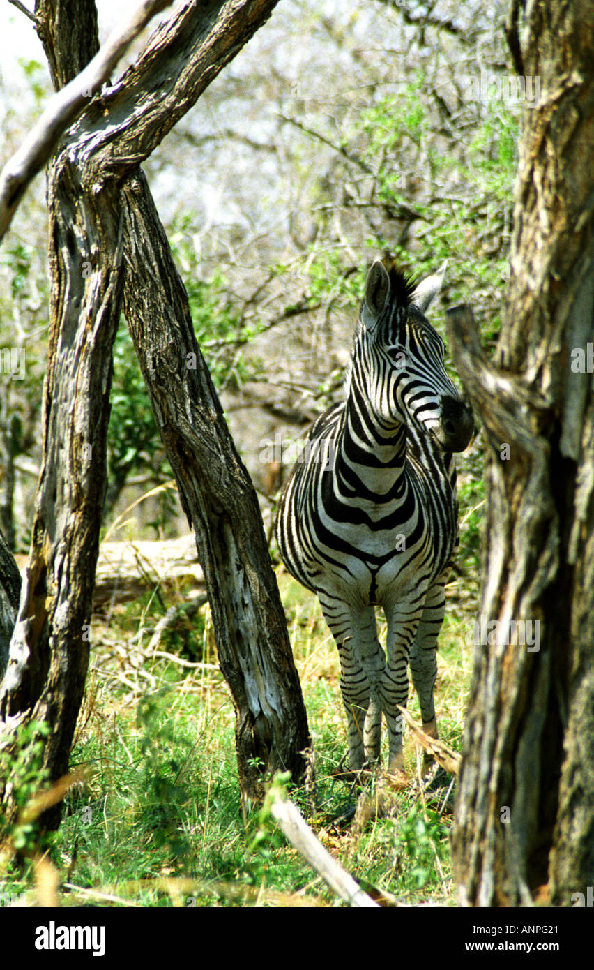 Animal, wildlife, Plains Zebra, Equus burchellii, standing in trees ...