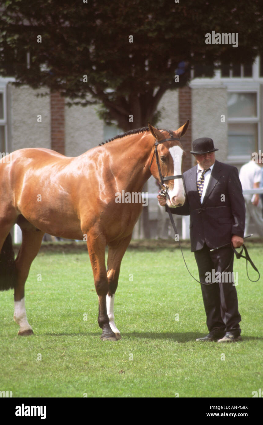 Irish horse breeds hi-res stock photography and images - Alamy
