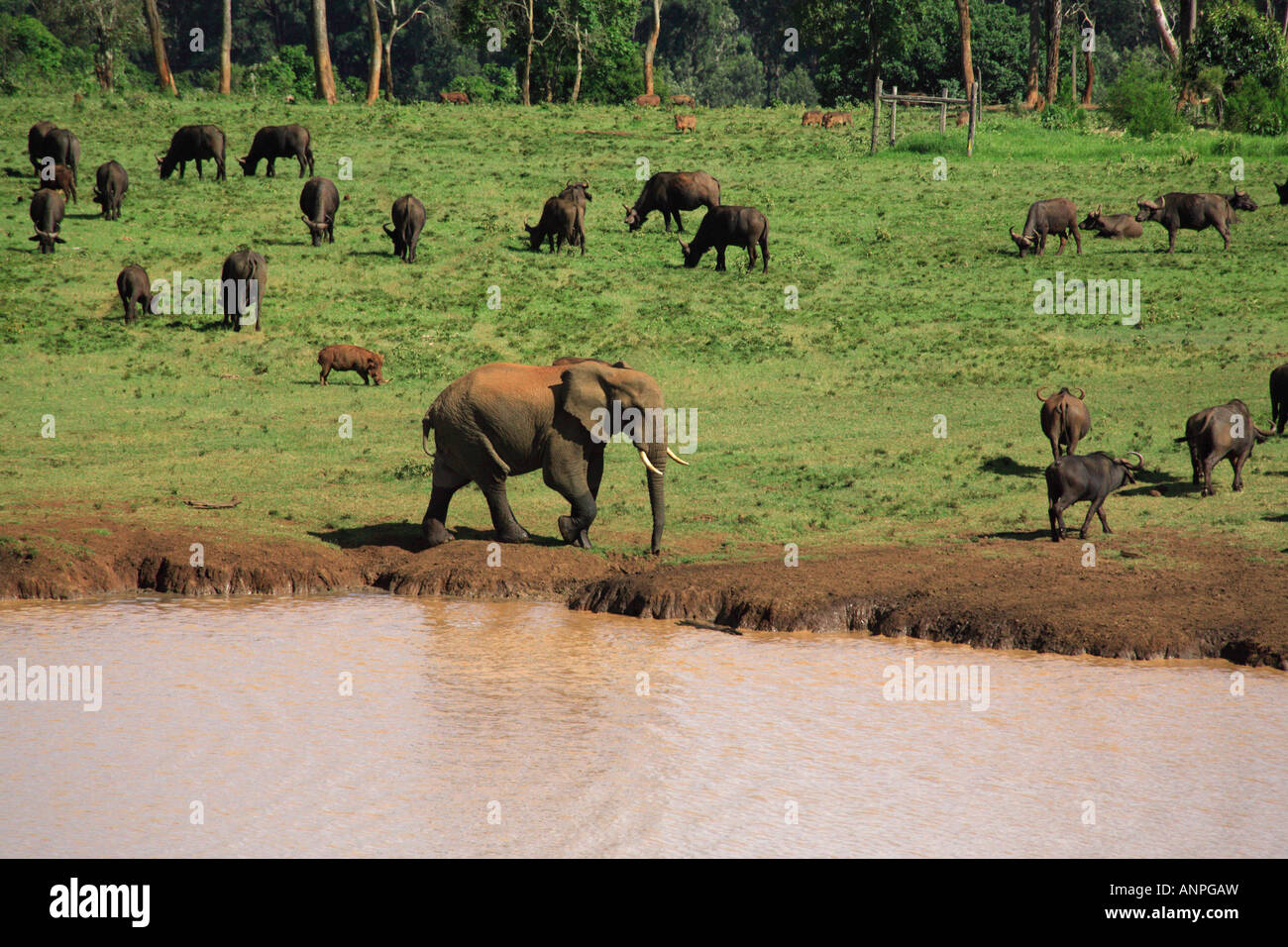 Treetops kenya hi-res stock photography and images - Alamy