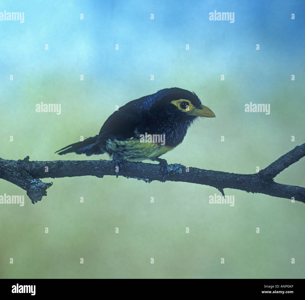 Yellow billed Barbet Trachylaemus purpuratus Stock Photo - Alamy