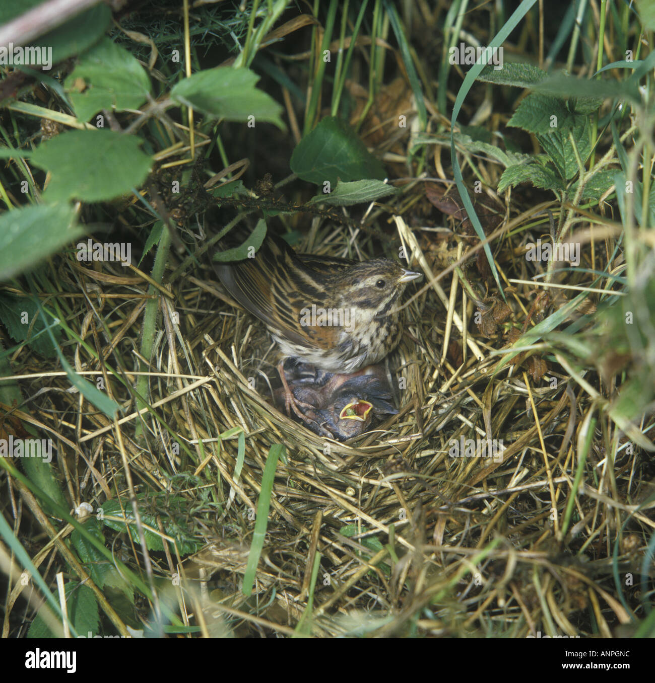 Female Reed Bunting Emberiza schoeniclus at nest with young Stock Photo ...