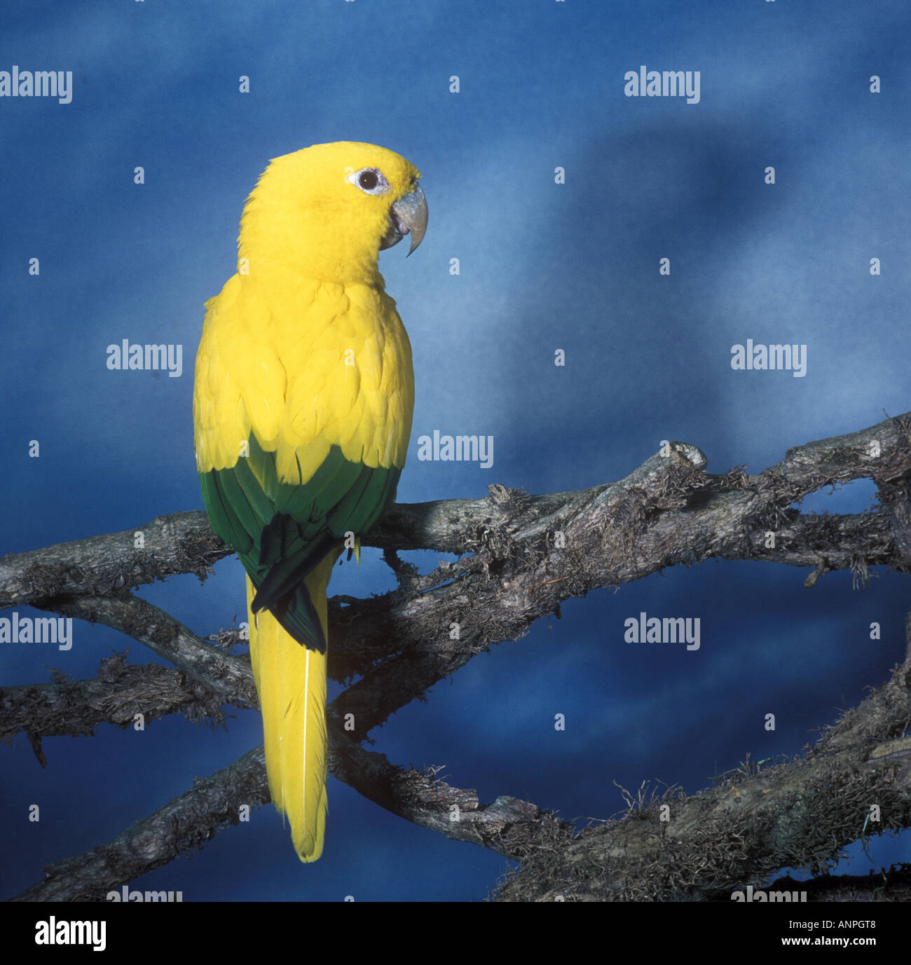 Queen bavaria conure hi-res stock photography and images - Alamy