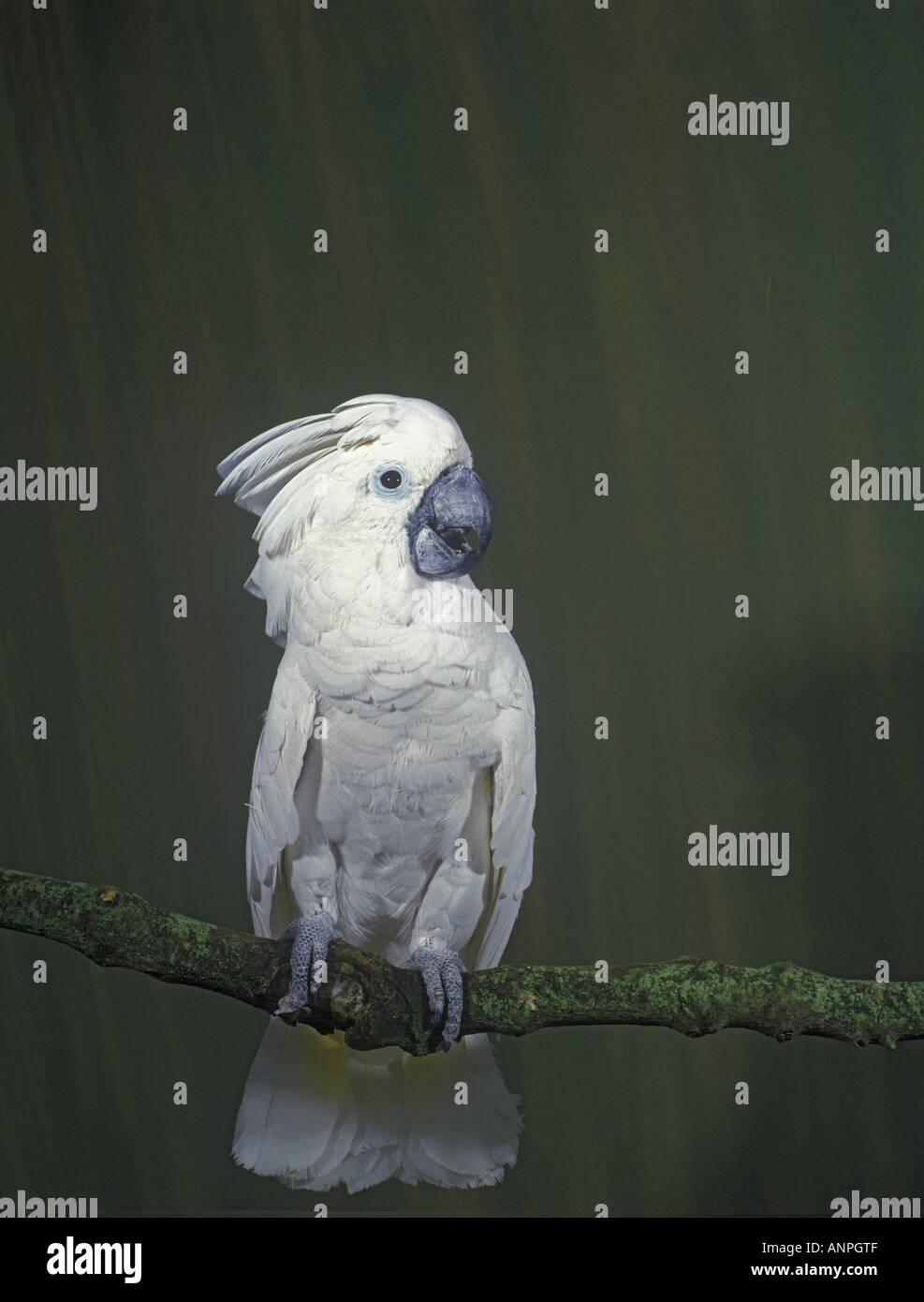 Umbrella cockatoo (cacatua alba) hi-res stock photography and images ...