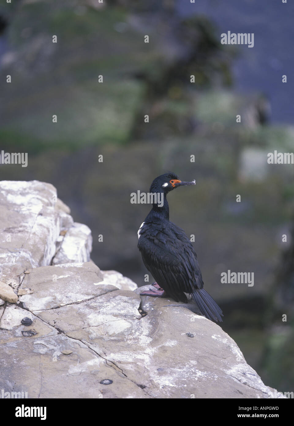 Rock shag Phalacrocorax magellanicus in the Falklands islands Stock ...