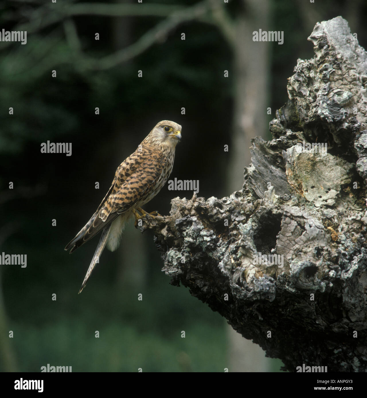Common Kestrel Falco tinnunculus female near nesting hole Stock Photo ...