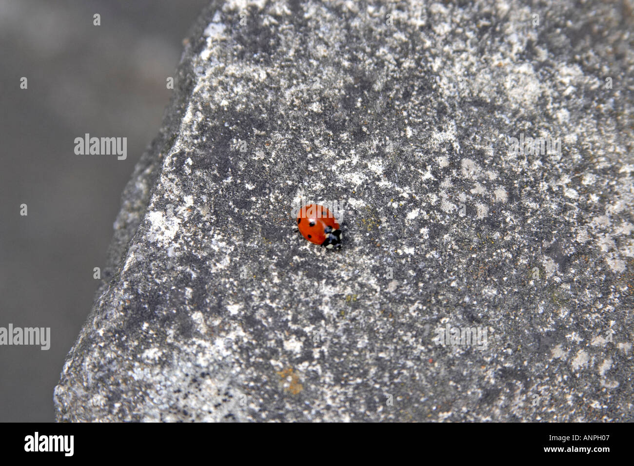 Small ladybird on a wall Stock Photo - Alamy