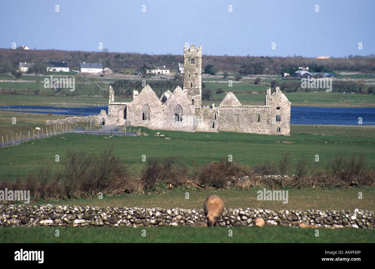 Ross Abbey Co Galway Ireland Stock Photo - Alamy
