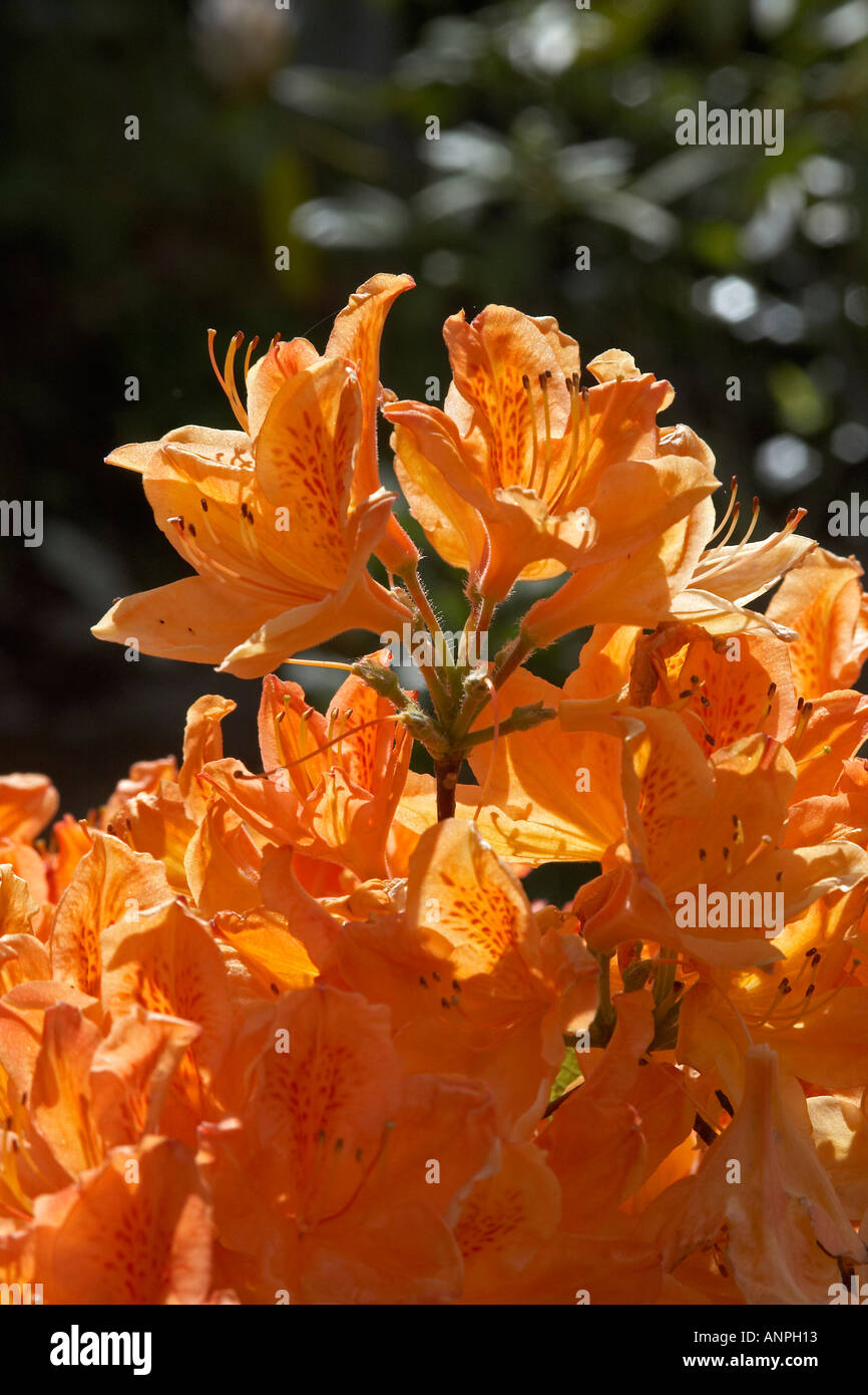 Orange azalea flowers in a suburban garden London N10 UK Stock Photo ...