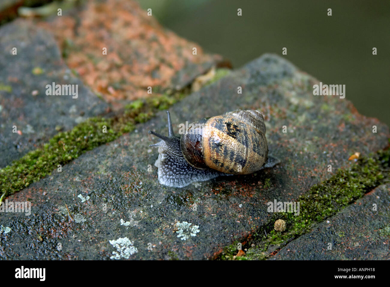 Snail with shell on a brick wall after rain London N10 England Stock ...