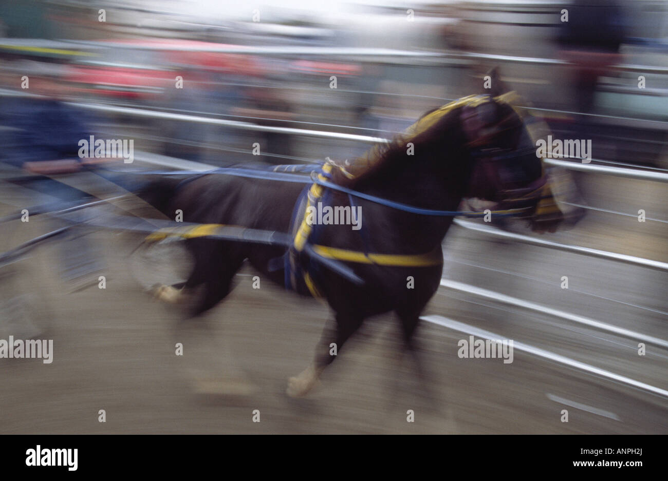 Puck fair, Horse fair at Killorglin, Irish Dancing at Puck Fair ...