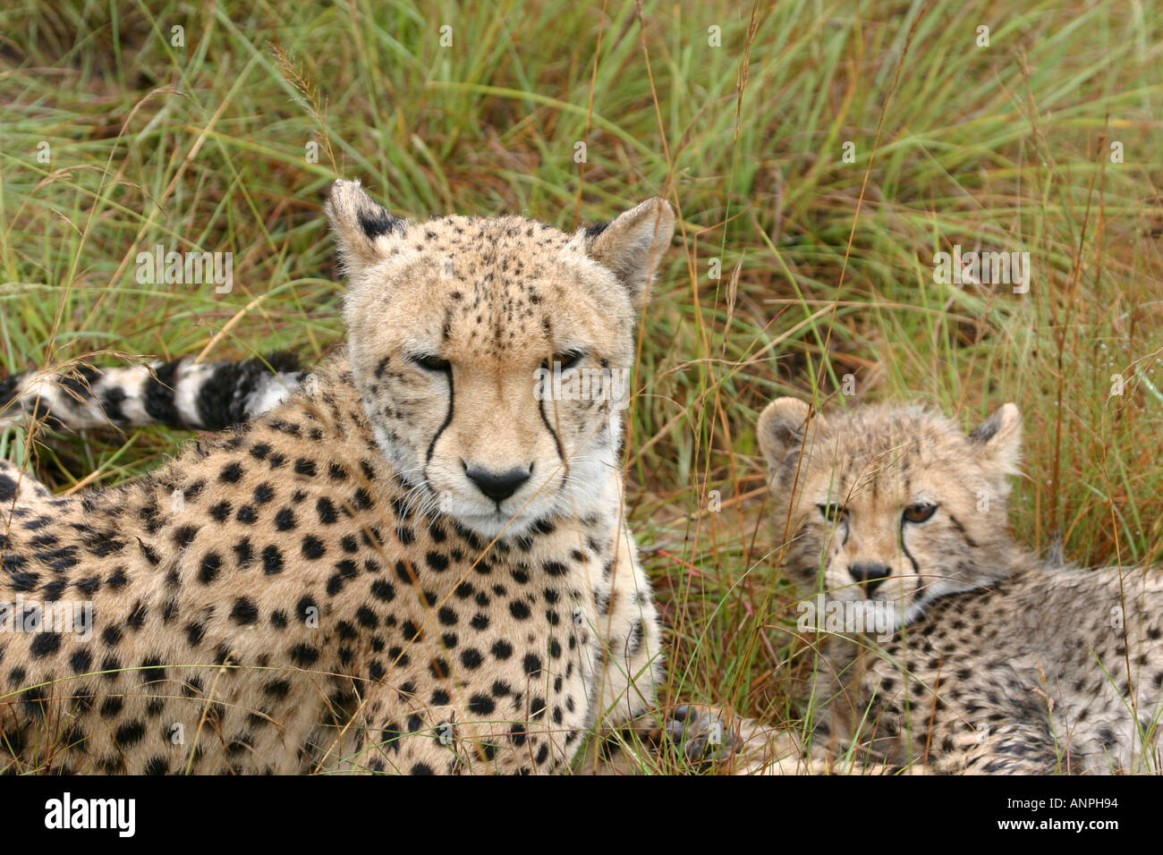 Mother and child cheetah looking suspiciously at the photographer Stock ...