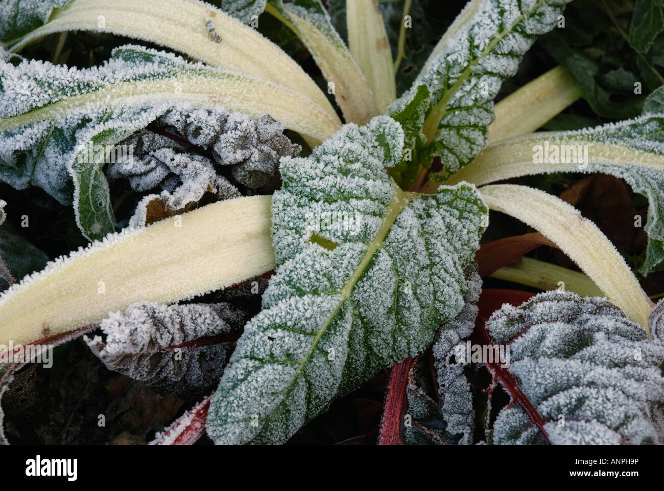 Frost swiss chard hi-res stock photography and images - Alamy