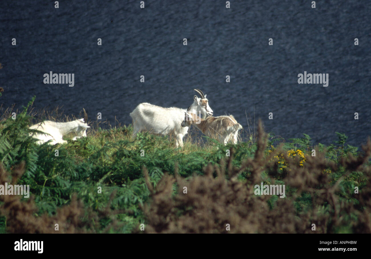 little goats on a field in county Kerry Ireland Stock Photo - Alamy