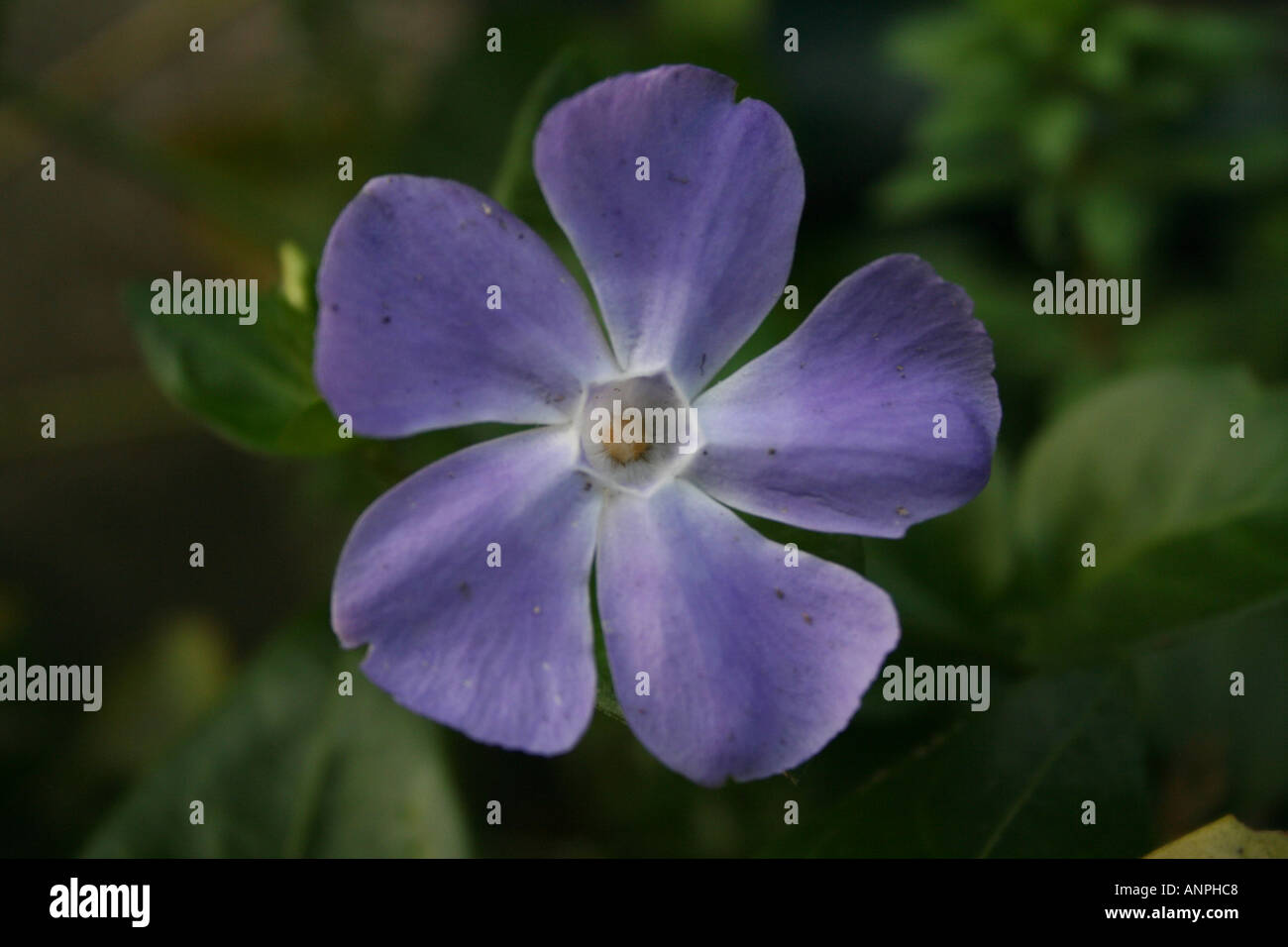 Lesser Periwinkle (Vinca Minor Stock Photo - Alamy