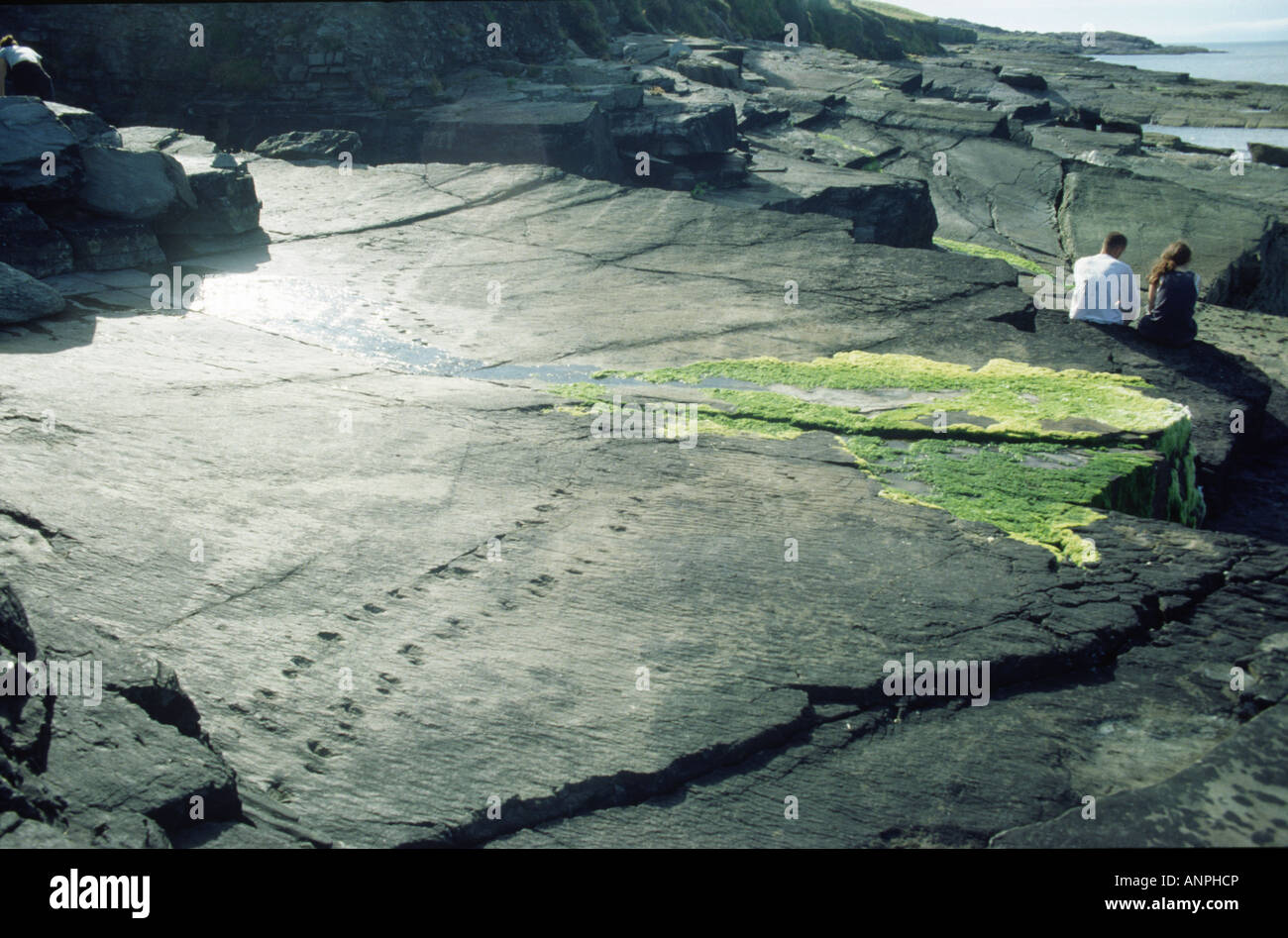 Tetrapod Footprints, Valentia Island, Irish Coast, Kerry, Ireland, Wild ...