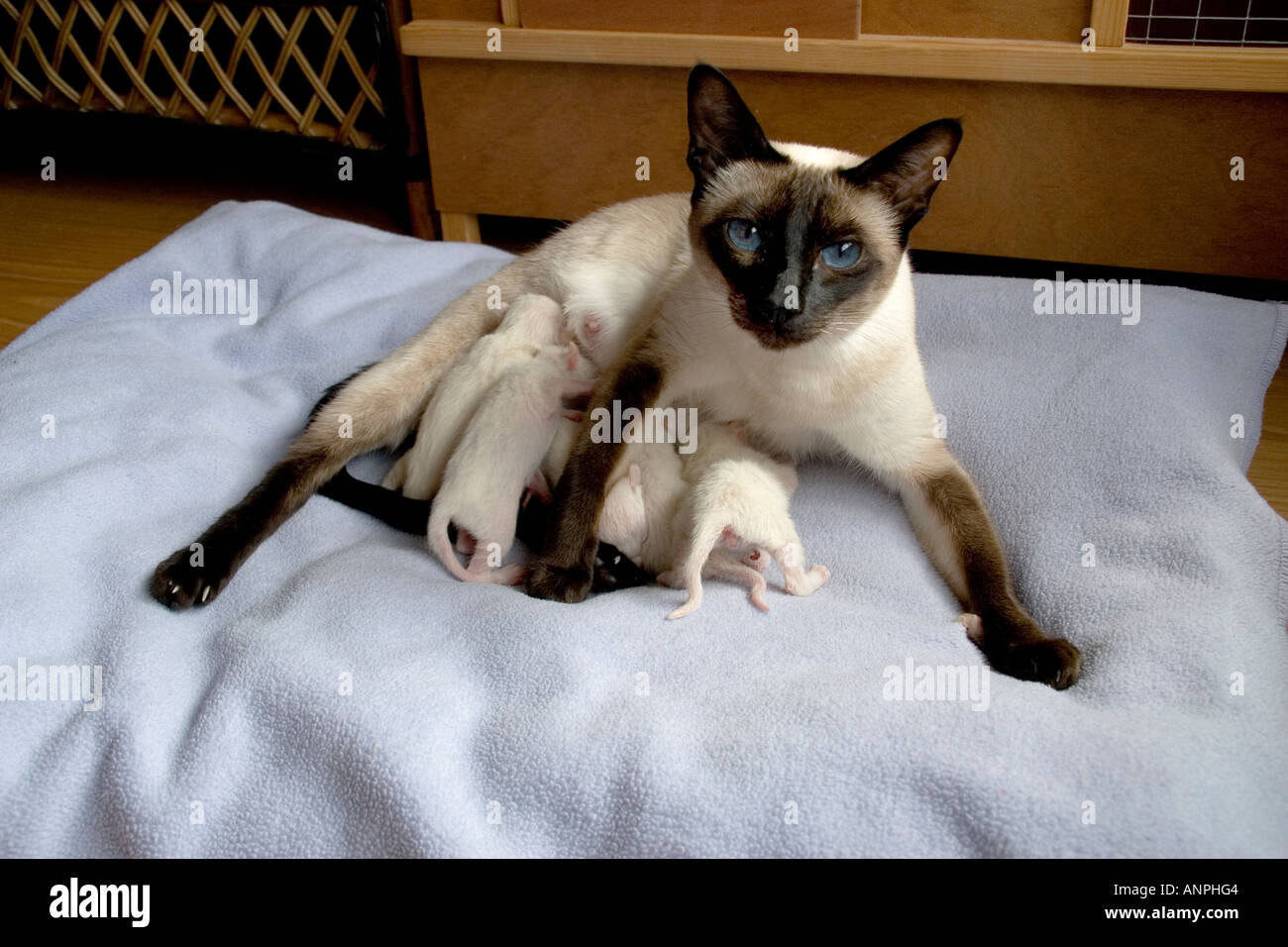 Seal point siamese cat hi-res stock photography and images - Alamy