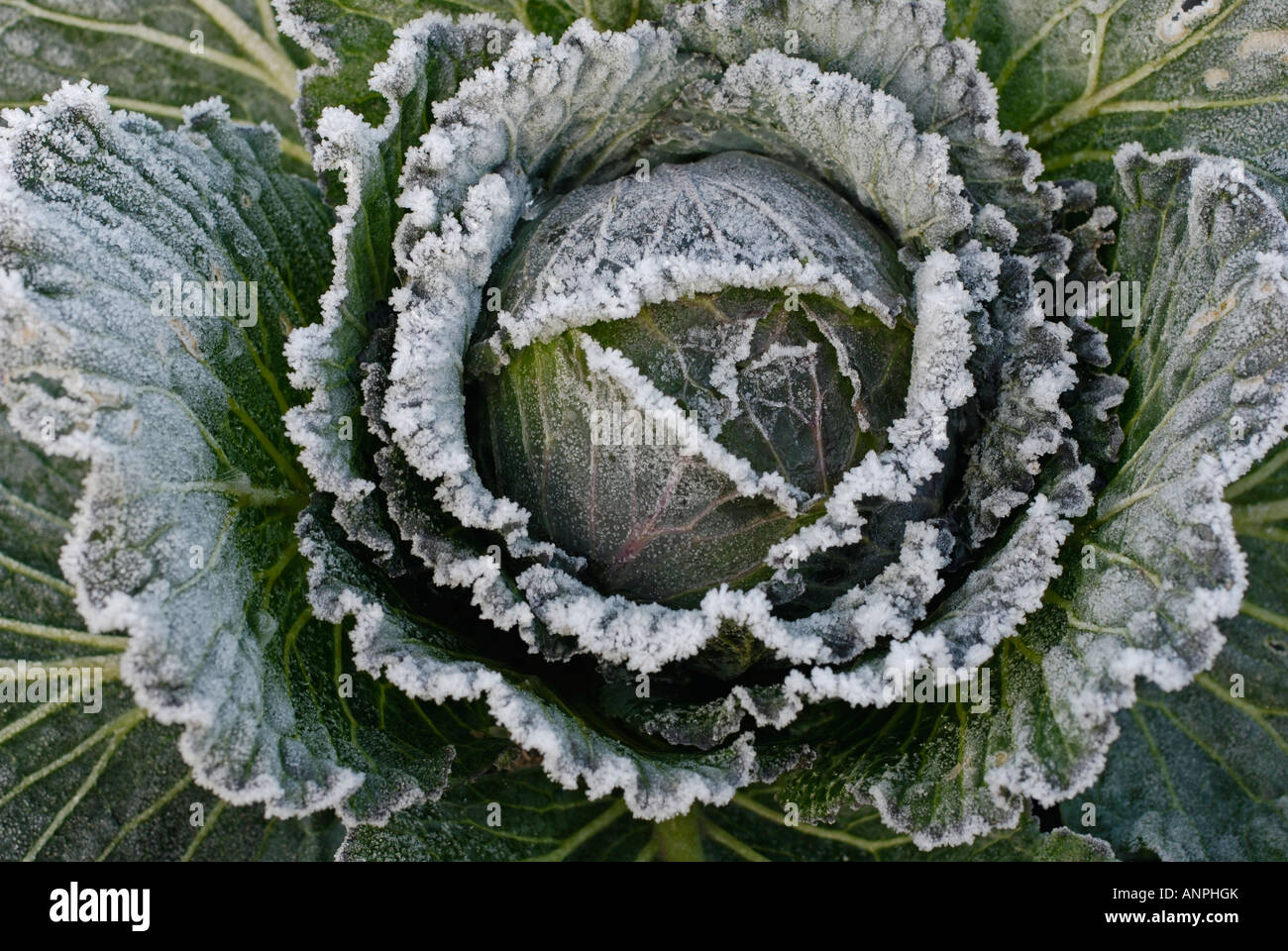 Cabbage king hi-res stock photography and images - Alamy