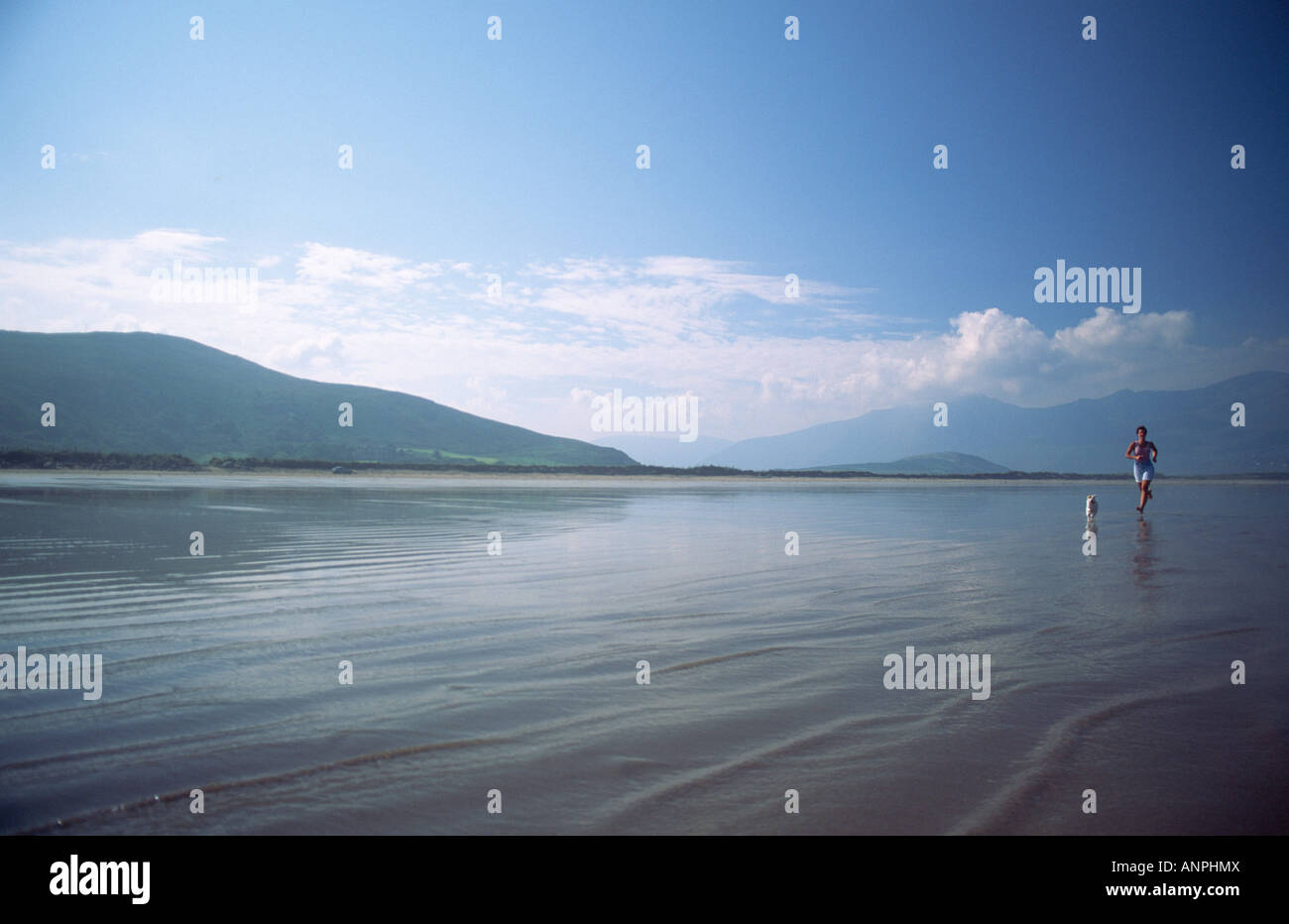woman and dog running along Fermoyle beach Dingle peninsula Co Kerry ...