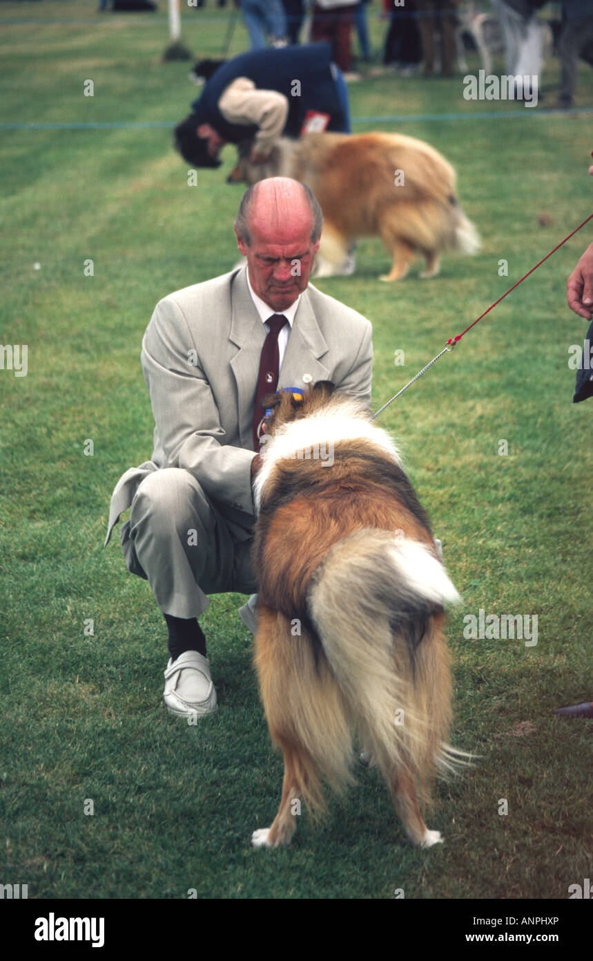 Judge examining a collie dog at a dog show Stock Photo - Alamy