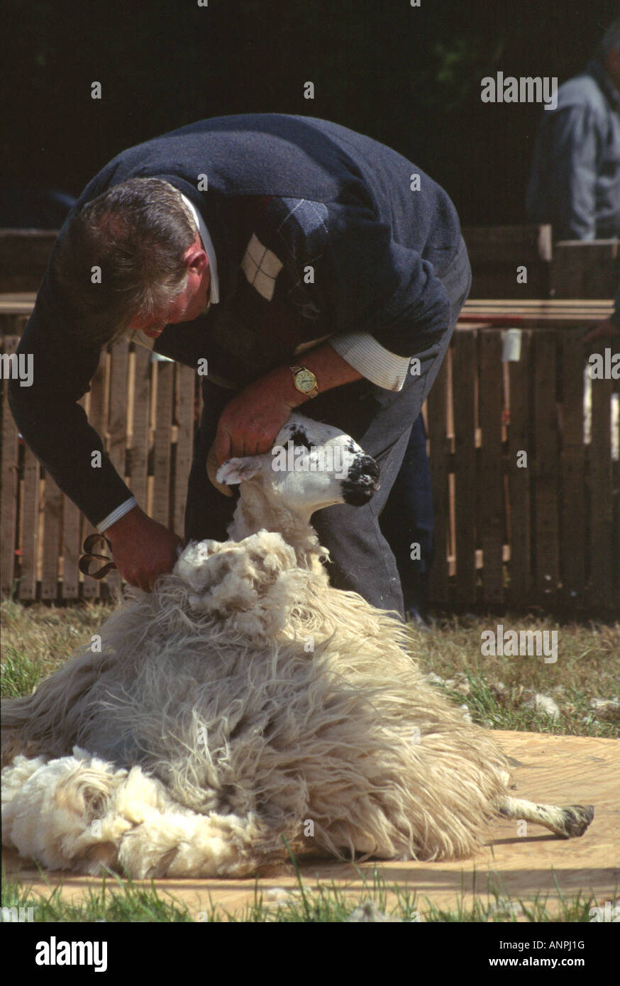 Irish man shearing sheep Stock Photo - Alamy