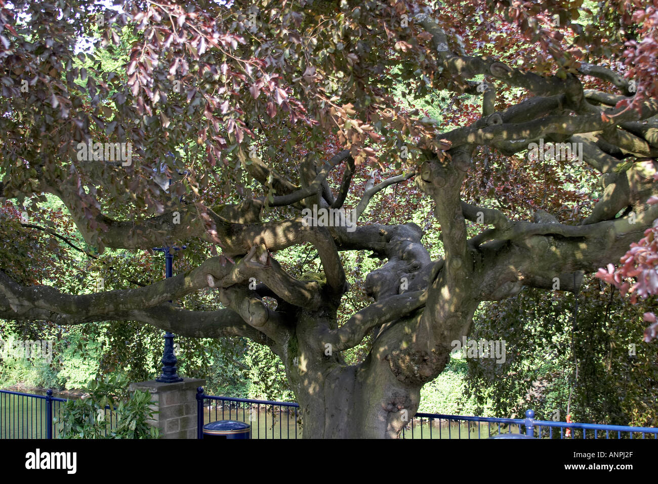 Twisted branches of copper beech tree in Matlock Bath Derbyshire ...