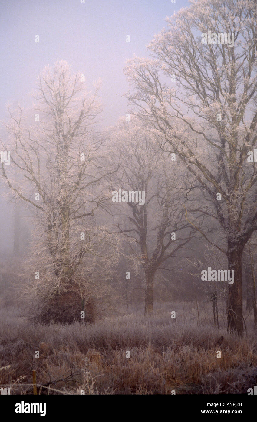 frost covered trees on a field Stock Photo - Alamy