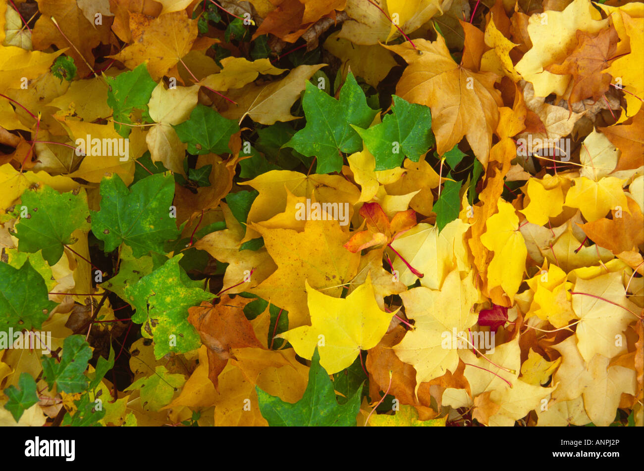 Decaying Plants Forest Floor High Resolution Stock Photography and ...