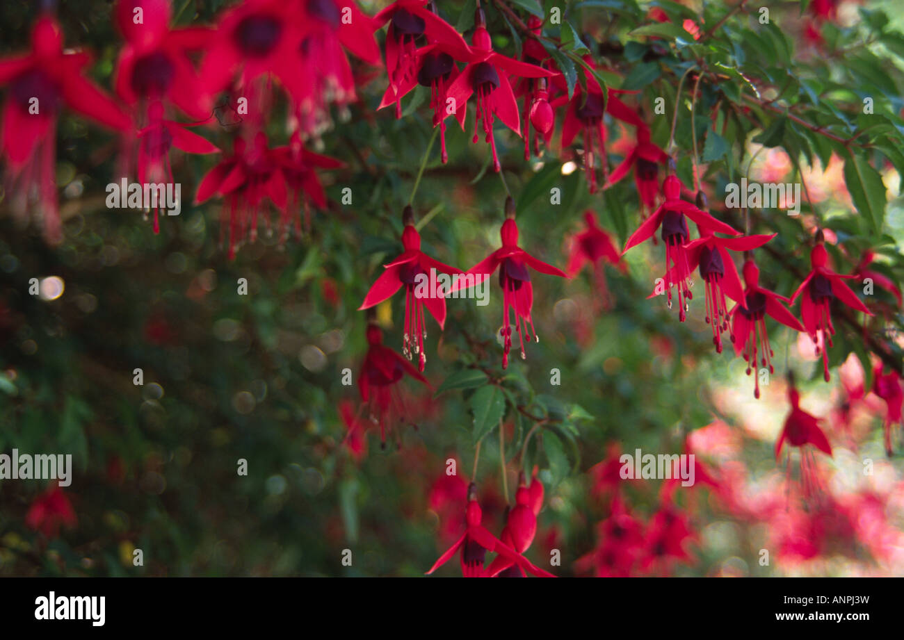 Fuchsia hedge hi-res stock photography and images - Alamy