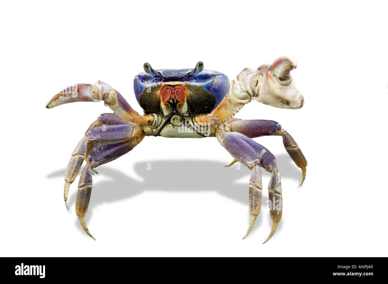 Callinectes sapidus hi-res stock photography and images - Alamy