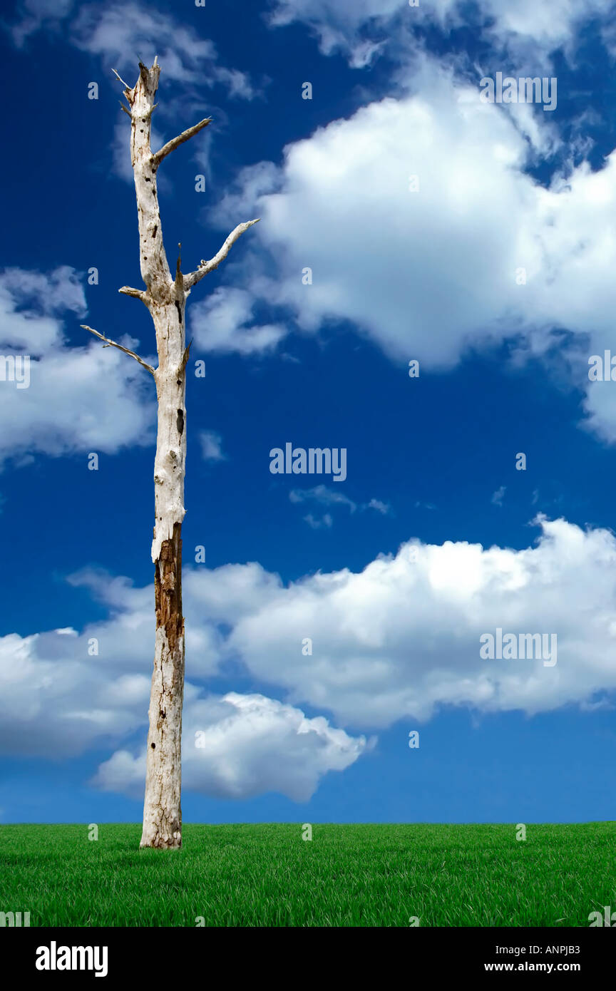 The tree of death hi-res stock photography and images - Alamy