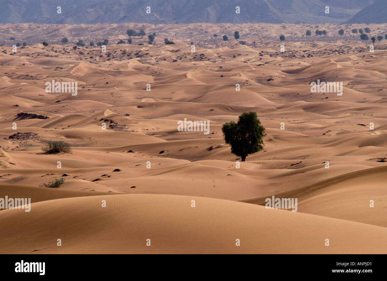 single tree in desert Stock Photo - Alamy