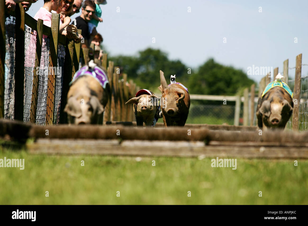Pig racing hi-res stock photography and images - Alamy