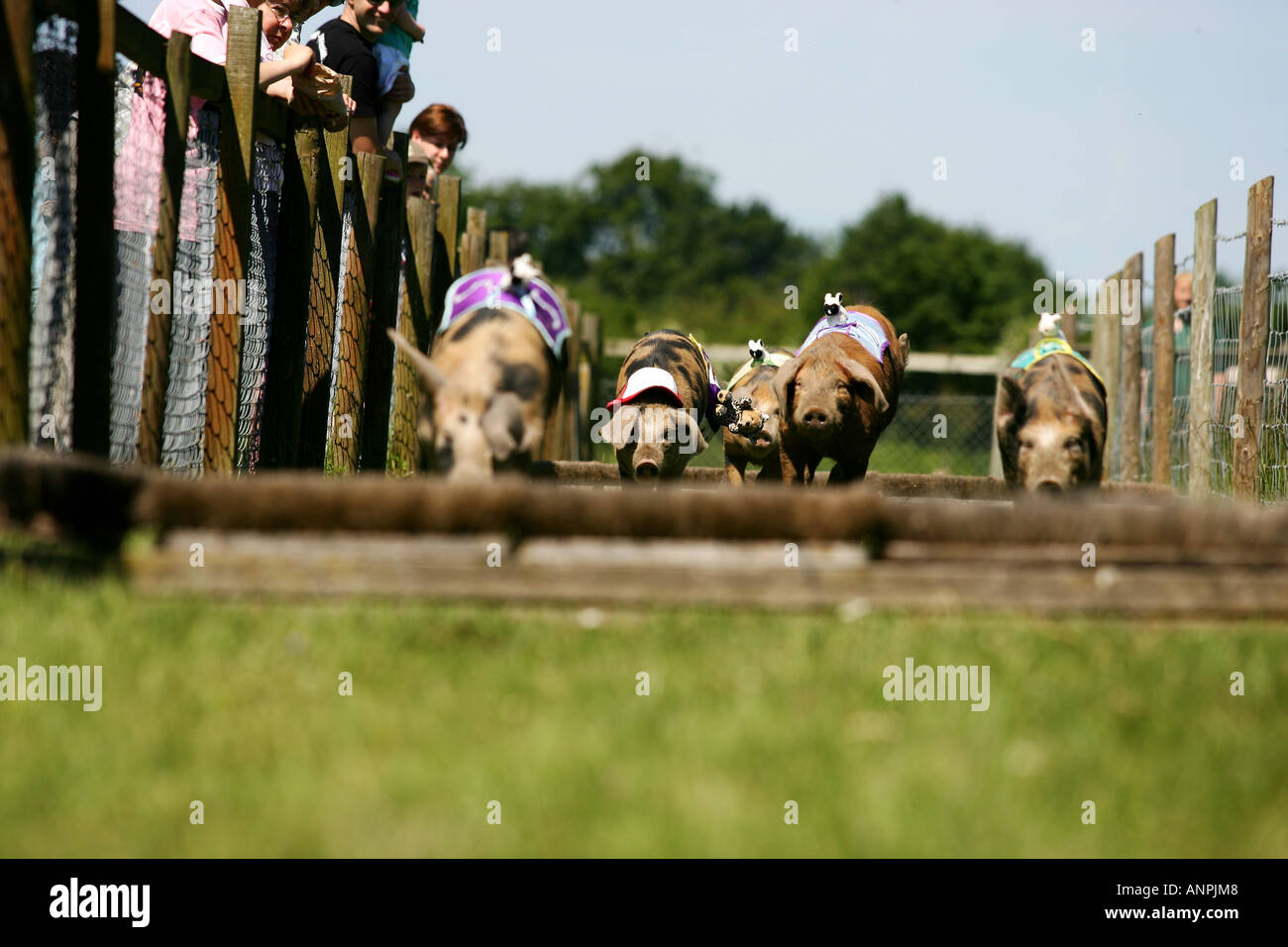 Pig racing hi-res stock photography and images - Alamy