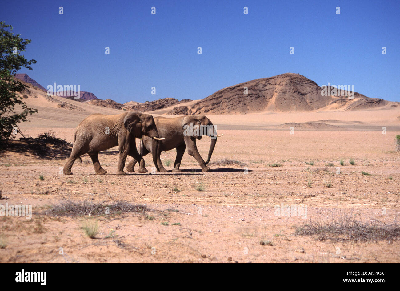 Desert elephants in sand dunes Stock Photo - Alamy