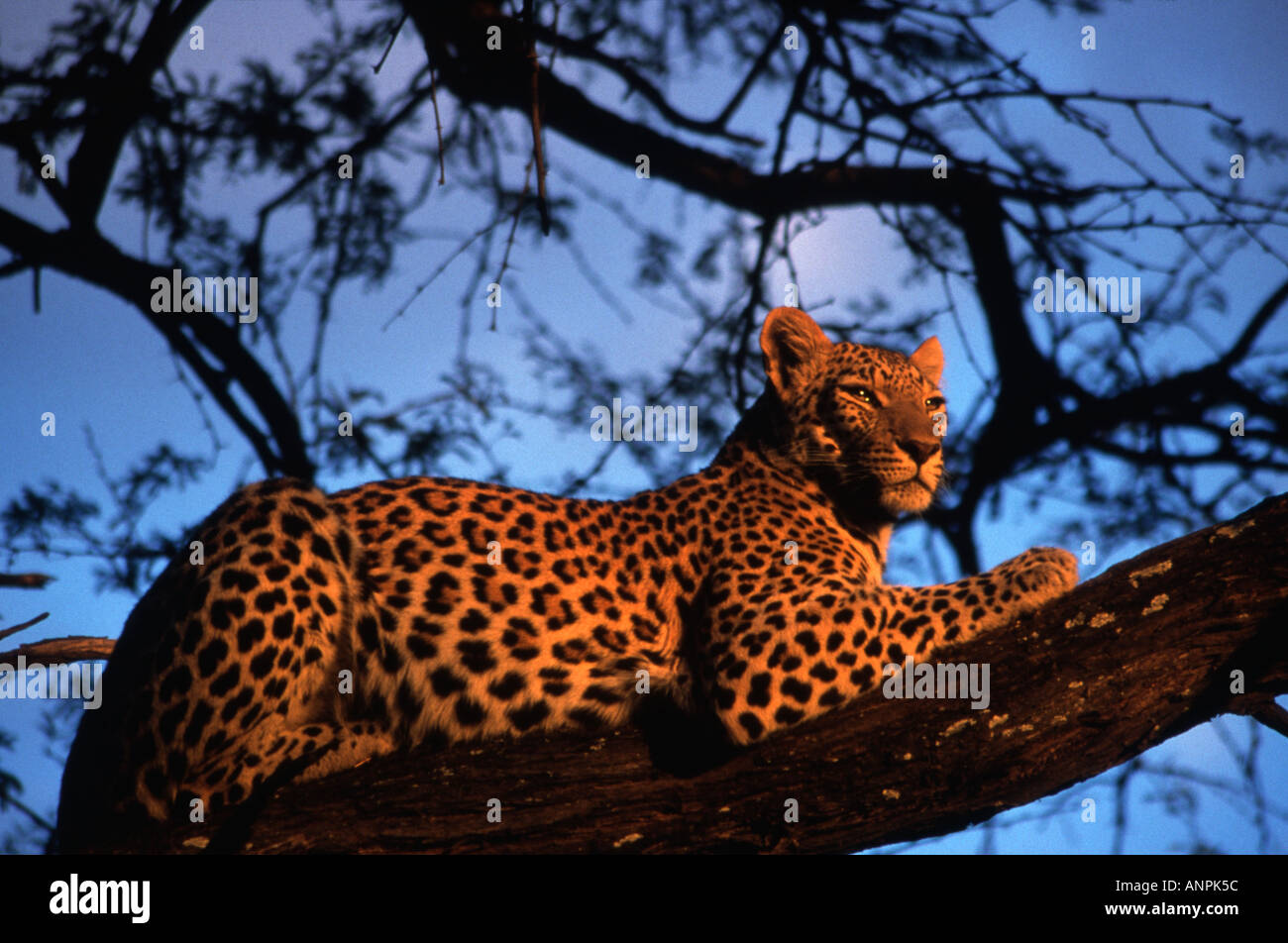 Leopard in tree at sunrise Stock Photo - Alamy