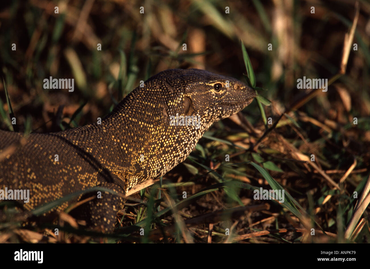 Nile water monitor hi-res stock photography and images - Alamy