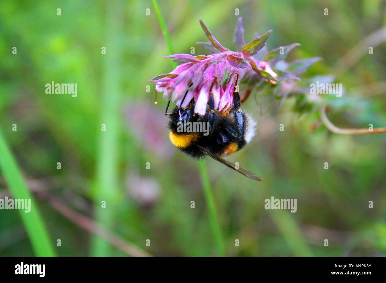 Bubmle bee on the flower Stock Photo - Alamy