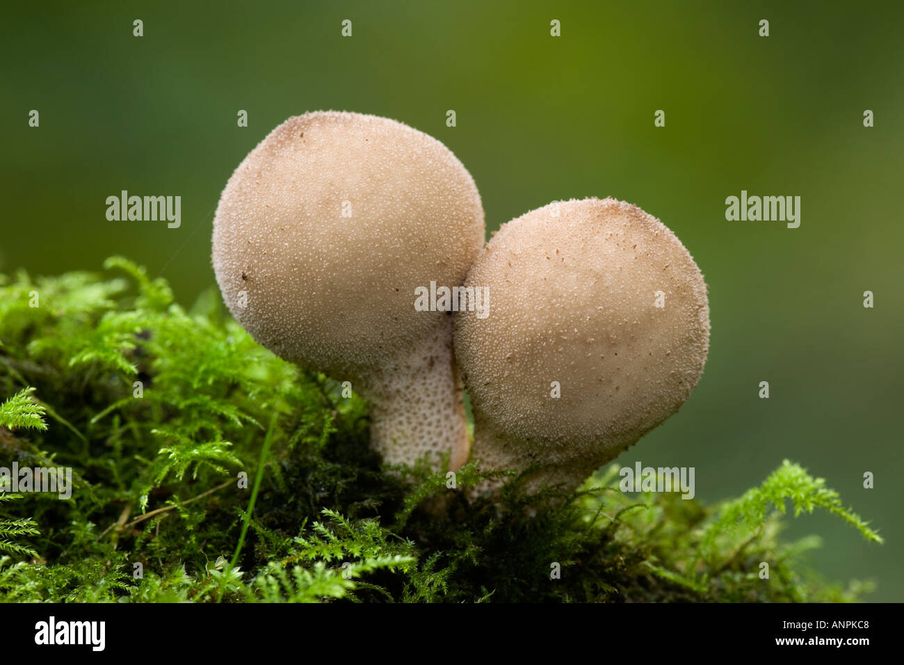 Stump Puffbal Lycoperdon pyriforme growing on moss covered stump with ...