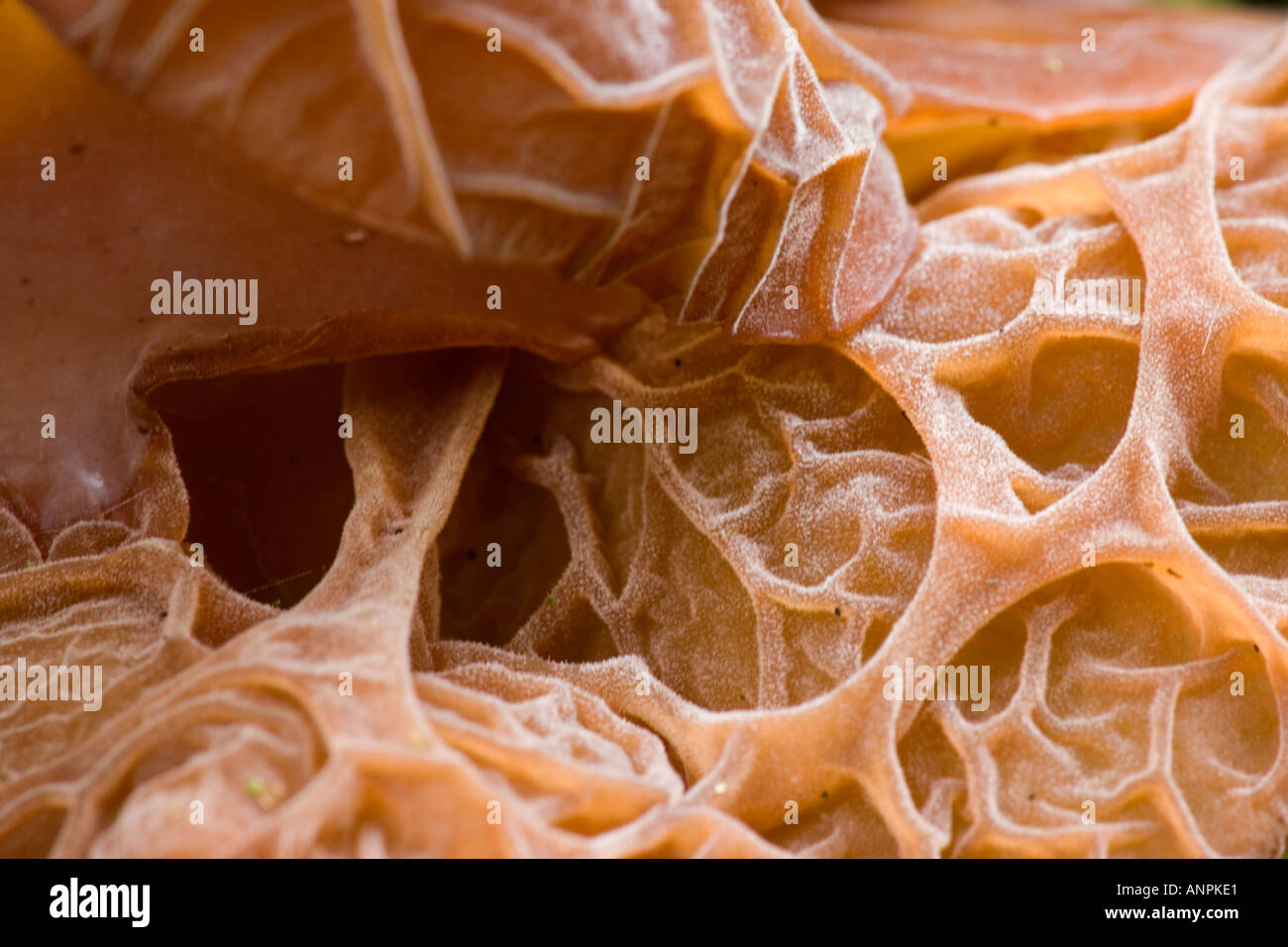 Jews Ear Fungus (Hirneola auricula judae) showing texture in upper side ...